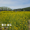 유채꽃이 활짝핀 울산 슬도 부산근교 꽃구경 여행 코스로 추천 주차장 네이버 블로그